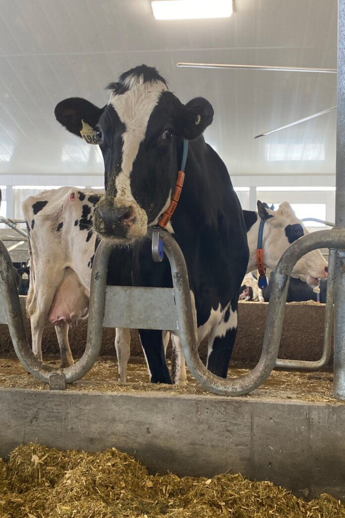 The Story of Jespersen – Edmonton's Robotic Dairy Farm - edmonton.name